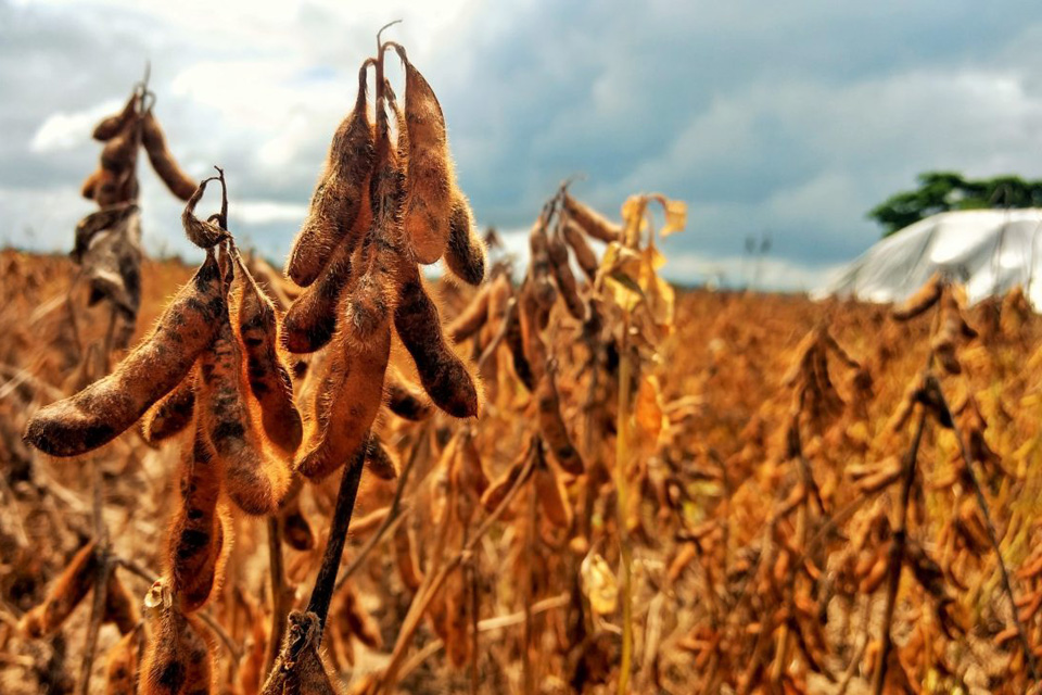 Soja é o produto agrícola com maior representatividade econômica em ...